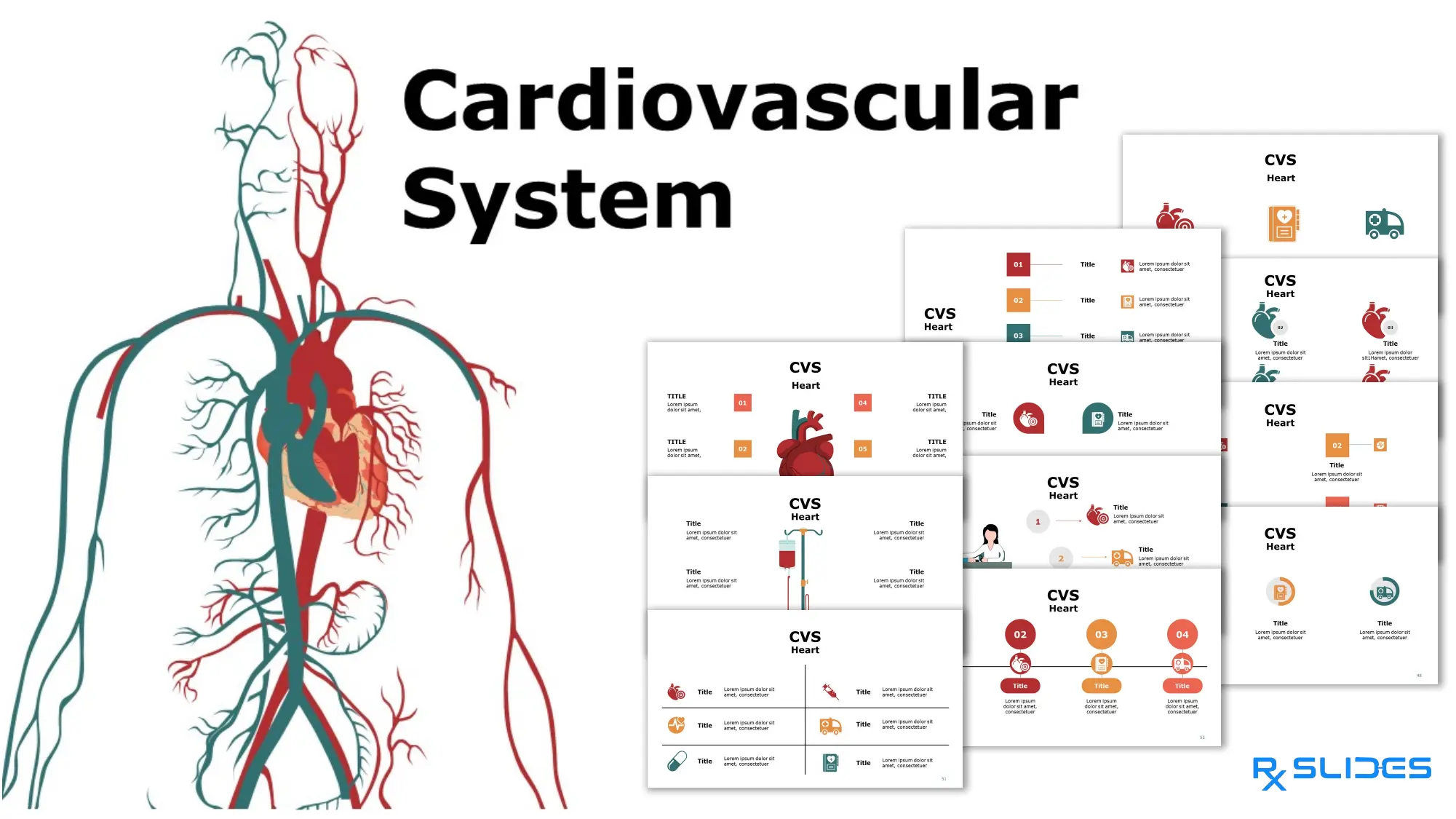 Download Cardiovascular system anatomy and physiology PowerPoint Template| RxSlides